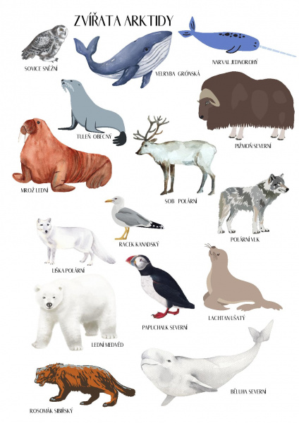 Zvířata Arktidy a Antarktidy - mapuito.cz, Zvířata Arktidy a Antarktidy ...
